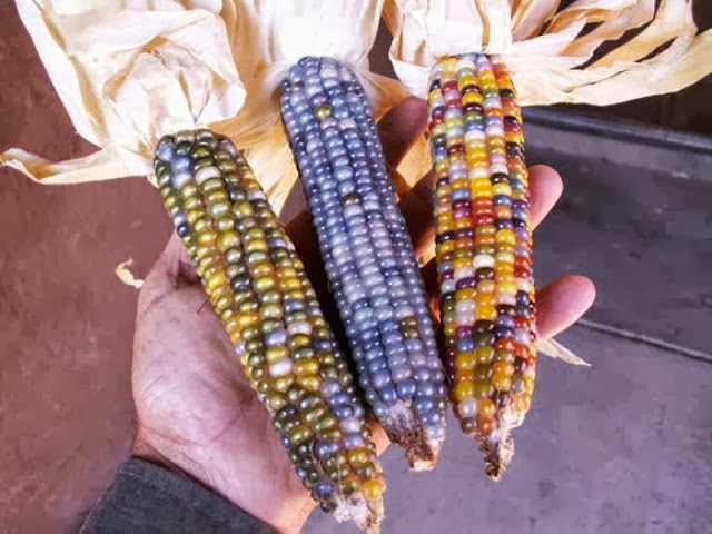 Real Corn In The Cob That Comes In Colors