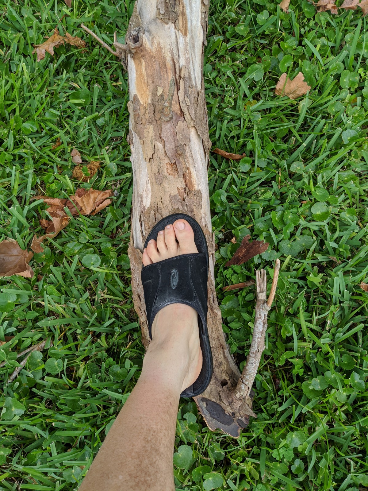 Sunshine: Tree Limb Down