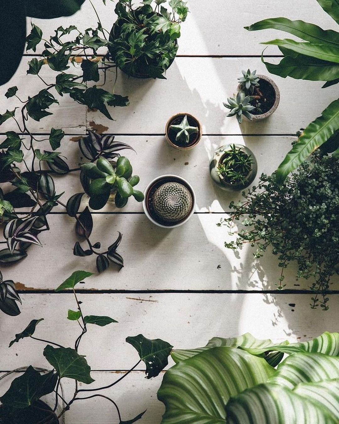 48 Cute Small Cactus Ideas To Maximize Your Interior Design | ARA HOME