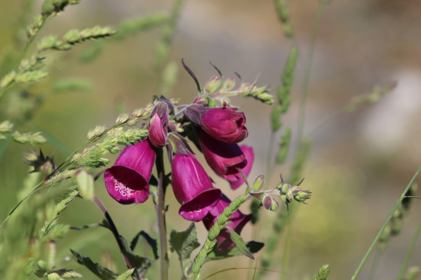 Anabela Magalhães: A Bela Flora da Serra da Aboboreira