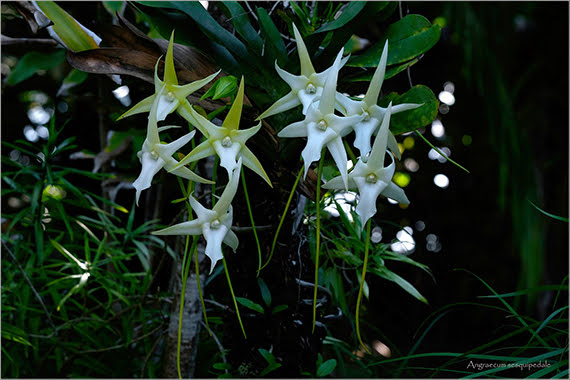 Angraecum sesquipedale Thouars