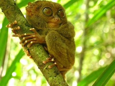 Indonesian Space Research: Tarsier Pygmy