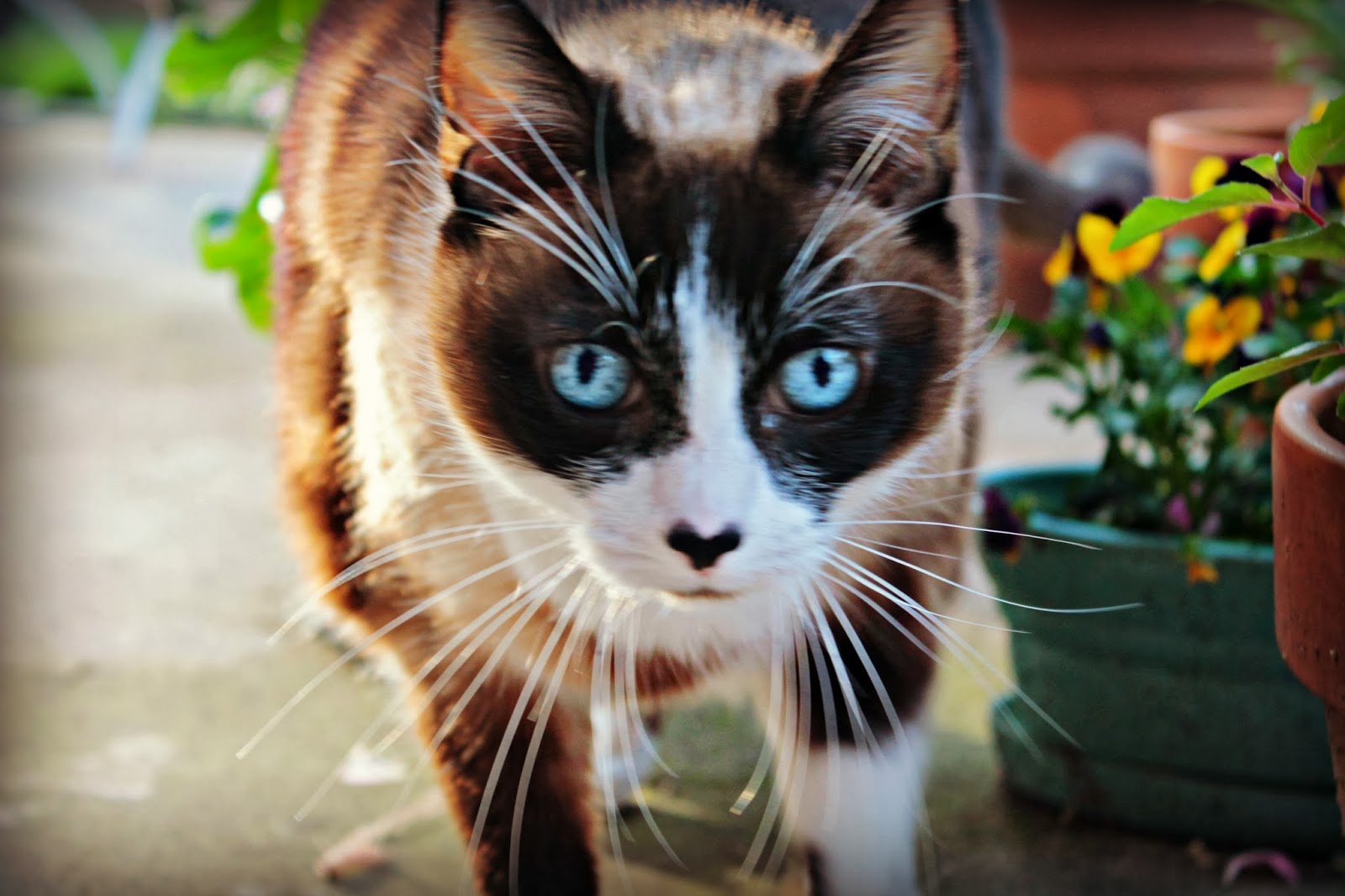 A Cuppa Tea With Me: Chyna Cat Sunflower