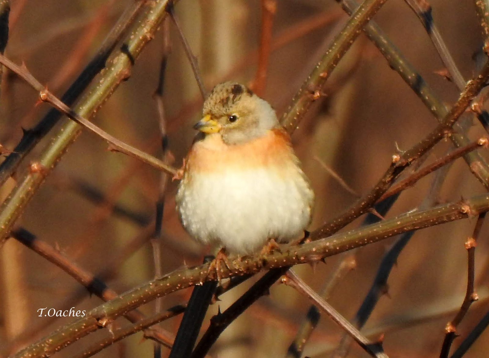 PASARI DIN ROMANIA: CINTEZA DE IARNA, Fringilla montifringilla