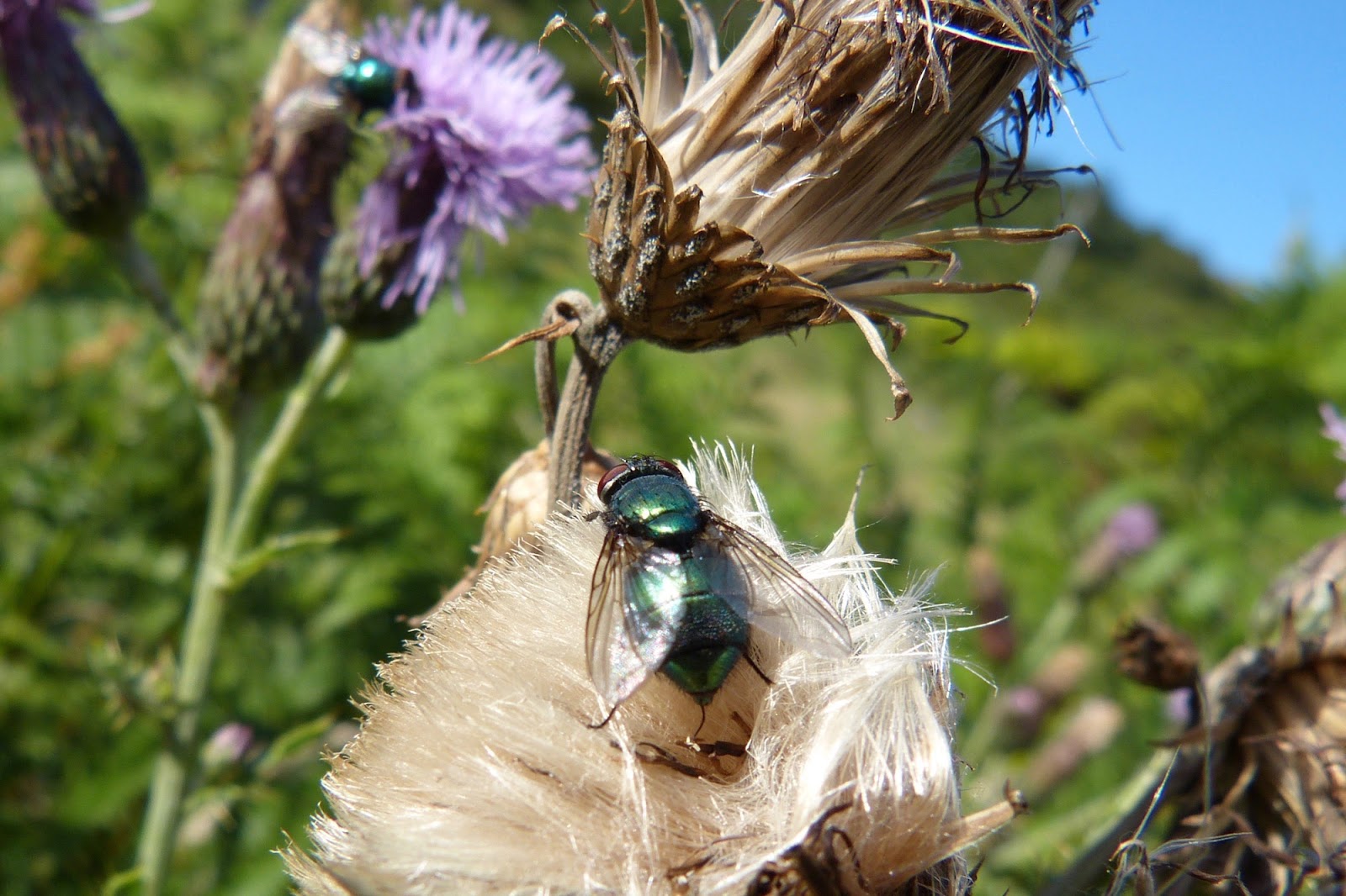 A Kilchoan Diary: Thistle Insects