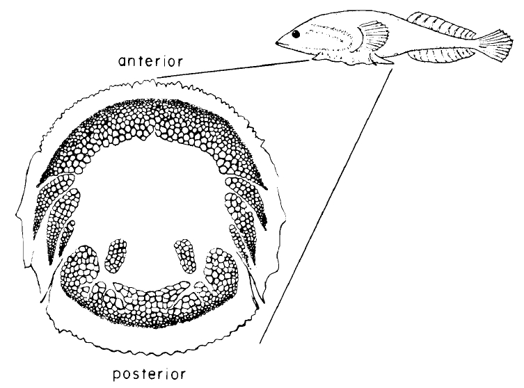 Virginia Tech Ichthyology Class : Clingfish Are Powerful Clingers in ...