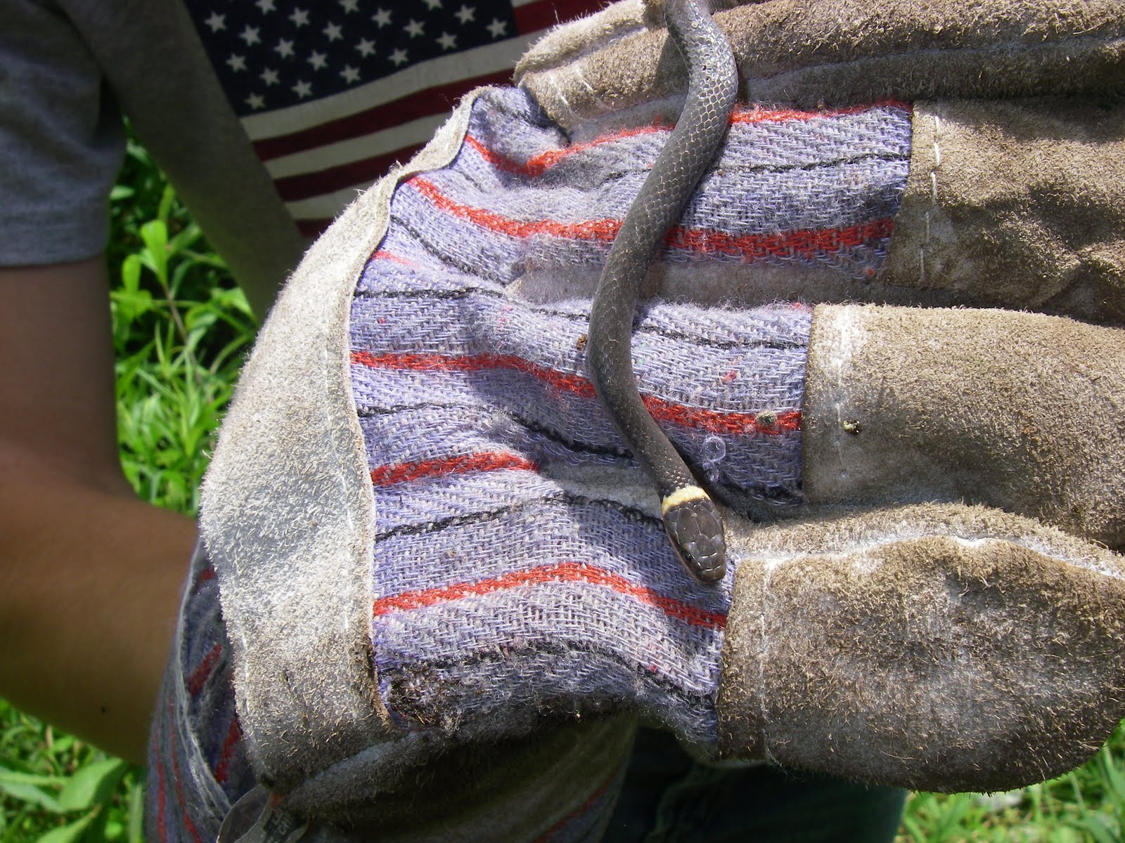 Wildlife Monitor: Monthly Snake Cover-Board Check