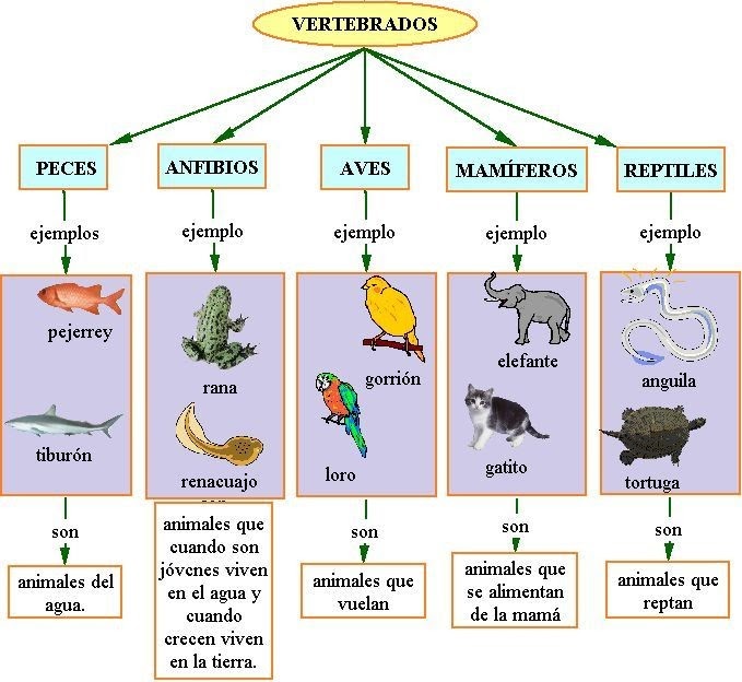 BIOLOGÍA LA CIENCIA DE LA VIDA : Principales grupos de Vertebrados