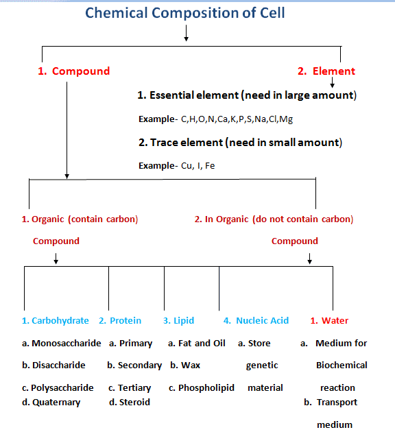 Chemical Composition of Cell And Importance