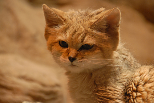 Zoo News Digest: WildGenes to Help Sand Cat