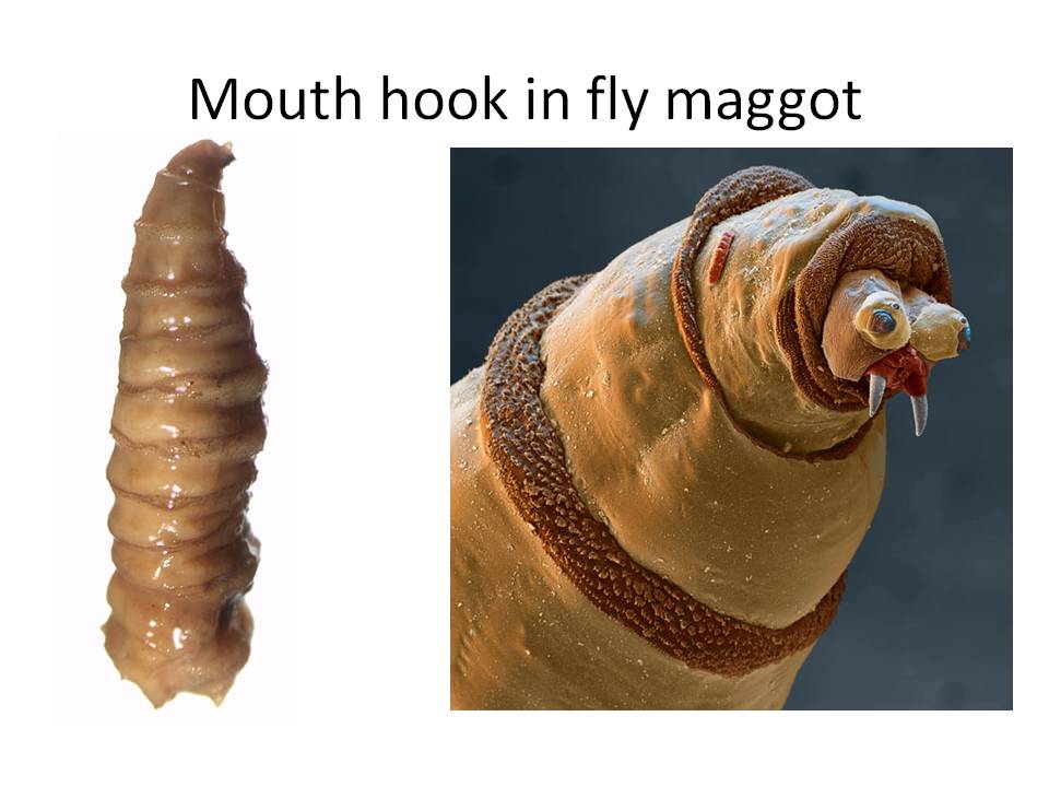 Insect Mouthpart and its modifications
