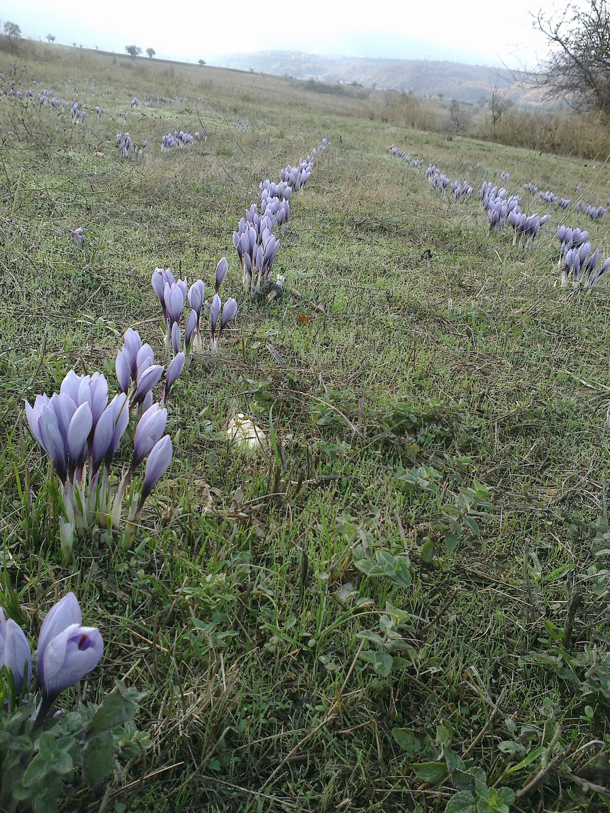 Safrani Ne Kosove-Muqiverc - Safran in Kosovo: Safrani 5 Leafs-Safrani ...