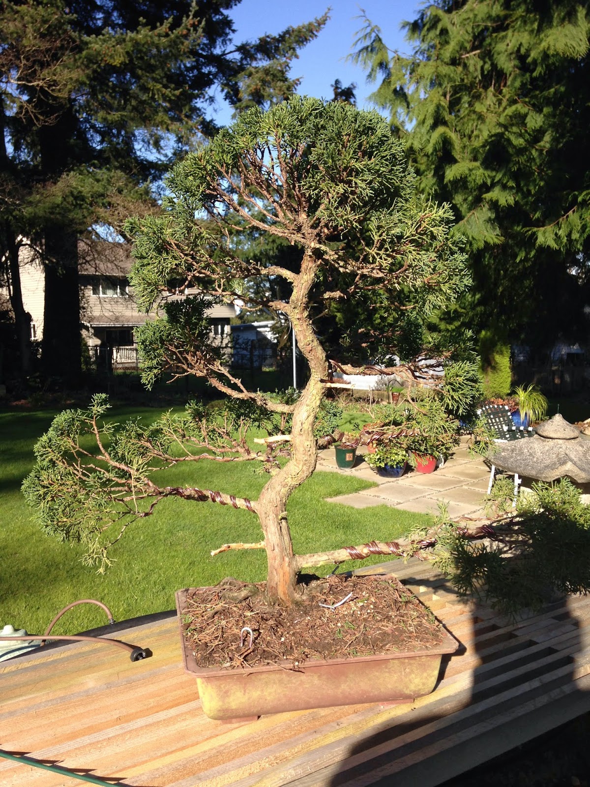 Linda Letters:: Bonsai