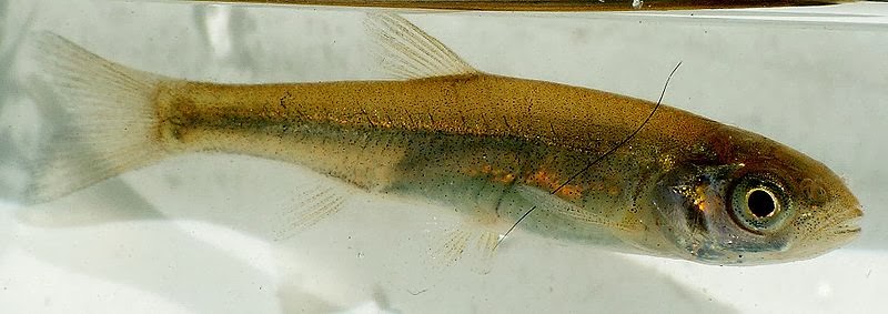 Species of UK: Week 41: Chub (‘Squalius cephalus’)