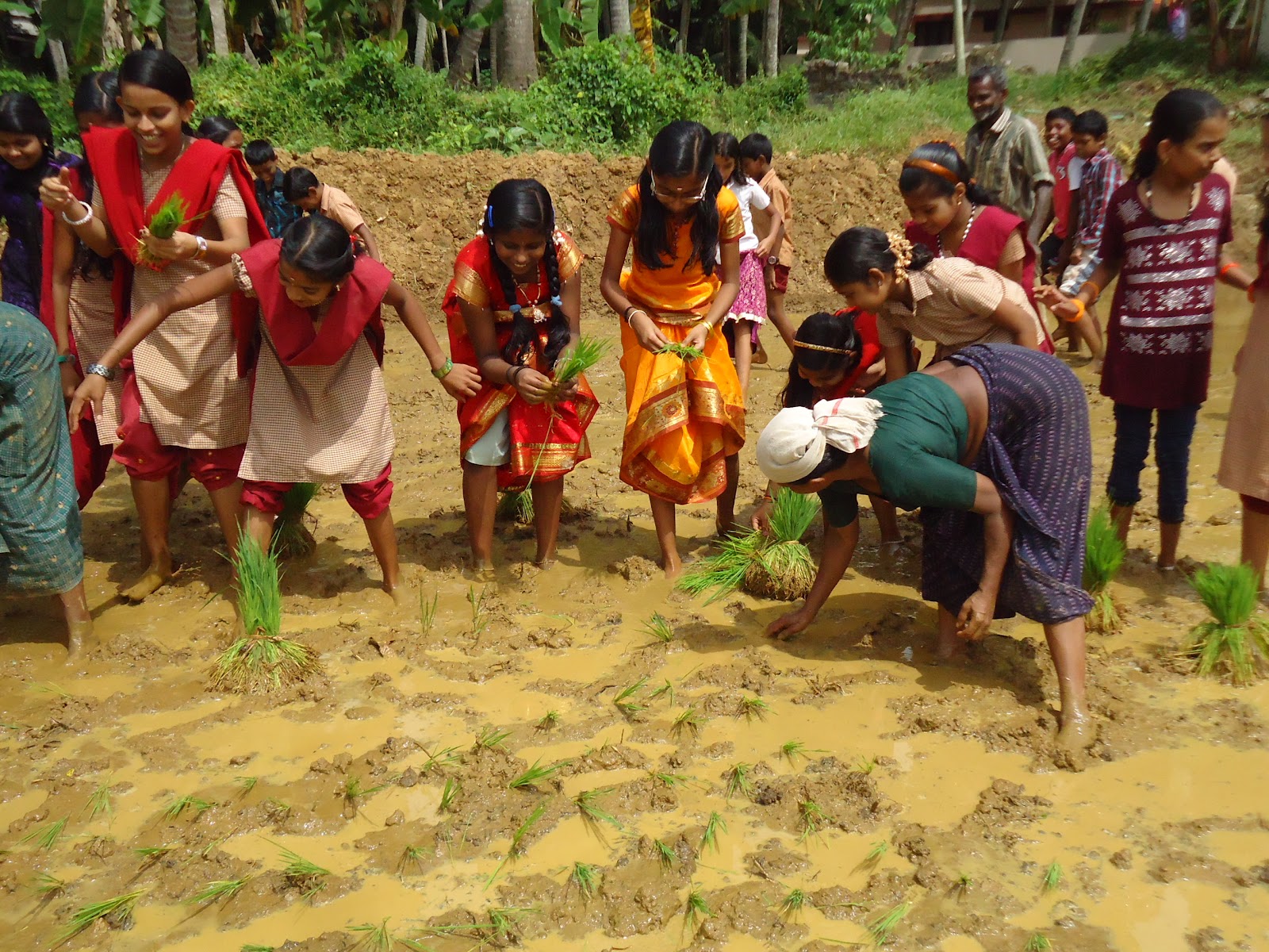 ecogupsramapuram: VAYAL