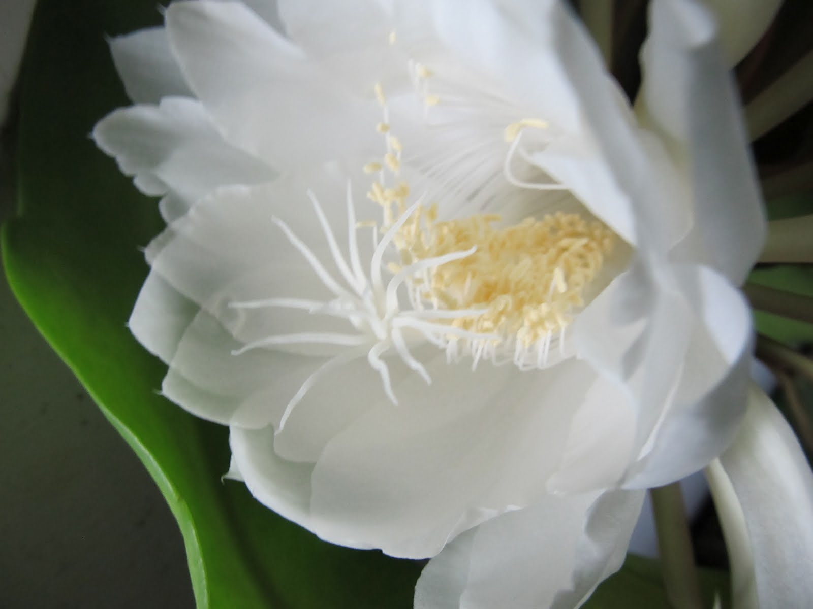 A Banker's Garden: Brahma Kamal