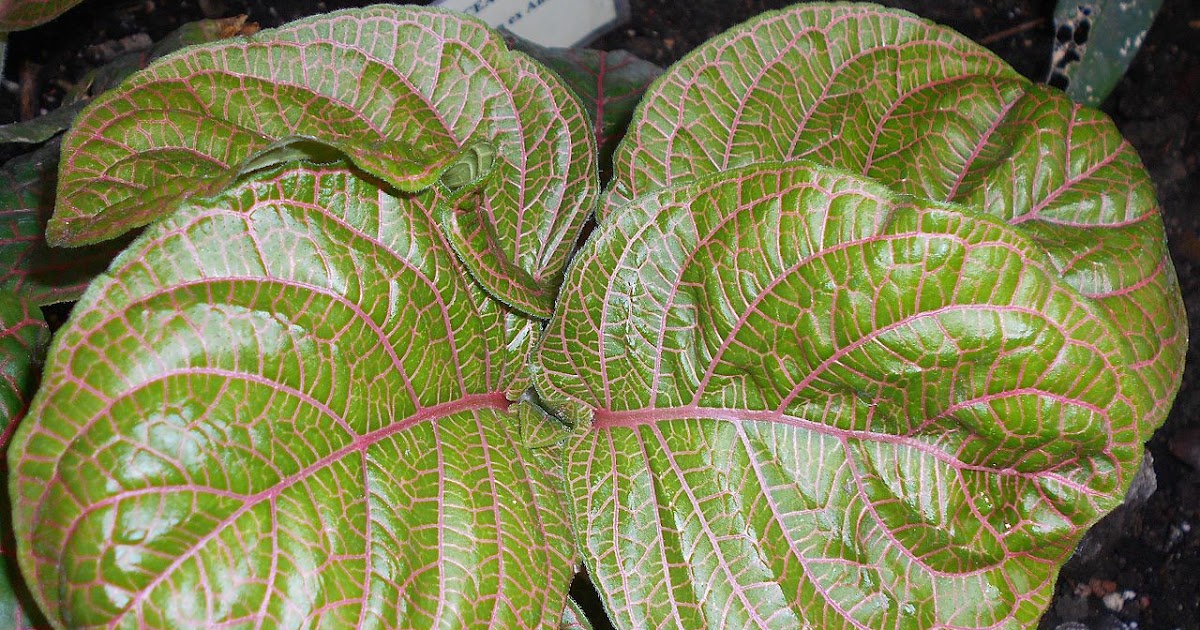 Fittonia gigantea - Giant Leaved Nerve Plant care and culture ...