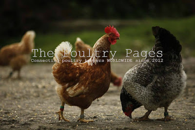 The Poultry Pages: How Chickens Breathe