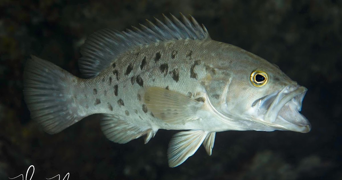Check the Sea. Web de buceo y fotografía submarina de las Islas ...