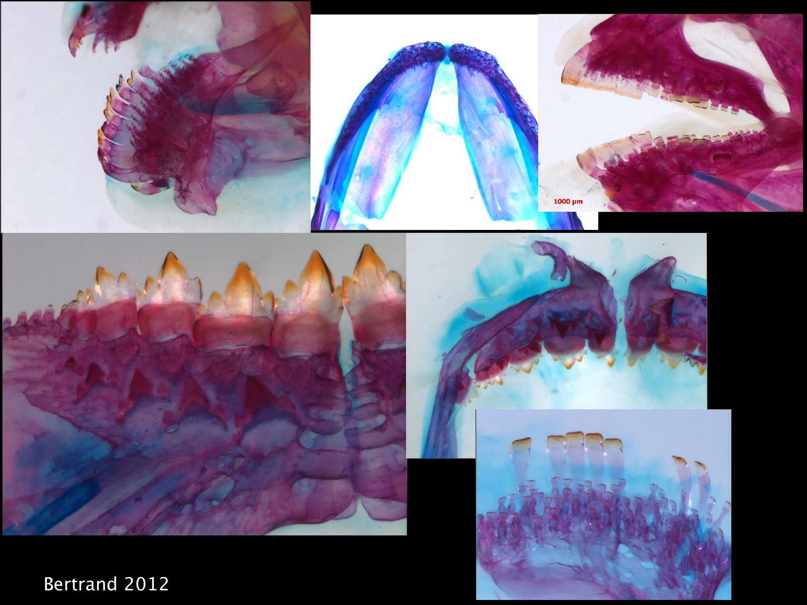 Heterodonty – The Fiddle and Creel