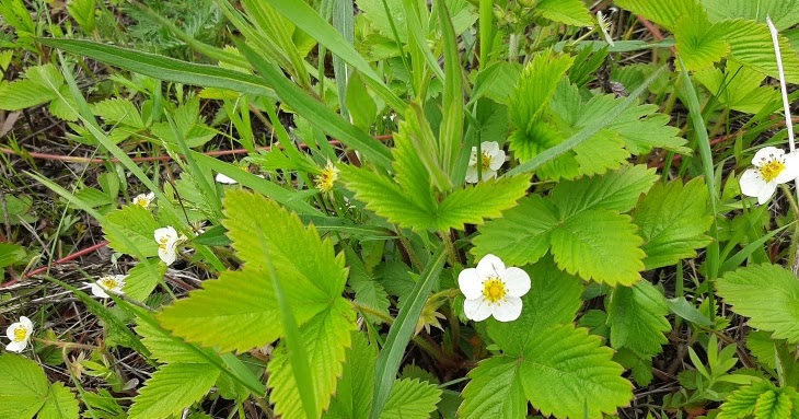 Всё о бегониях и не только...: Цветение земляники восточной (Fragaria ...