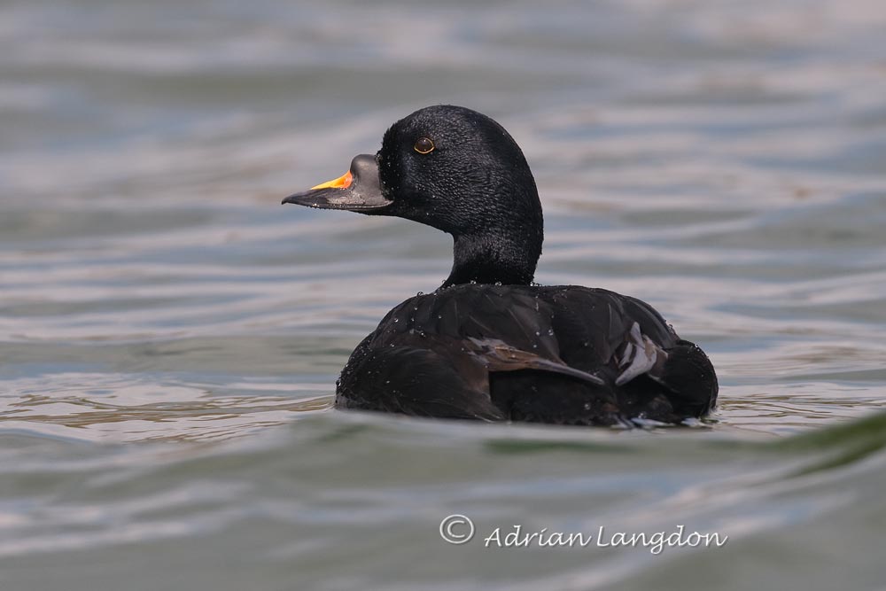 images-naturally!: Common Scoter & Water Rail at Swanpool.