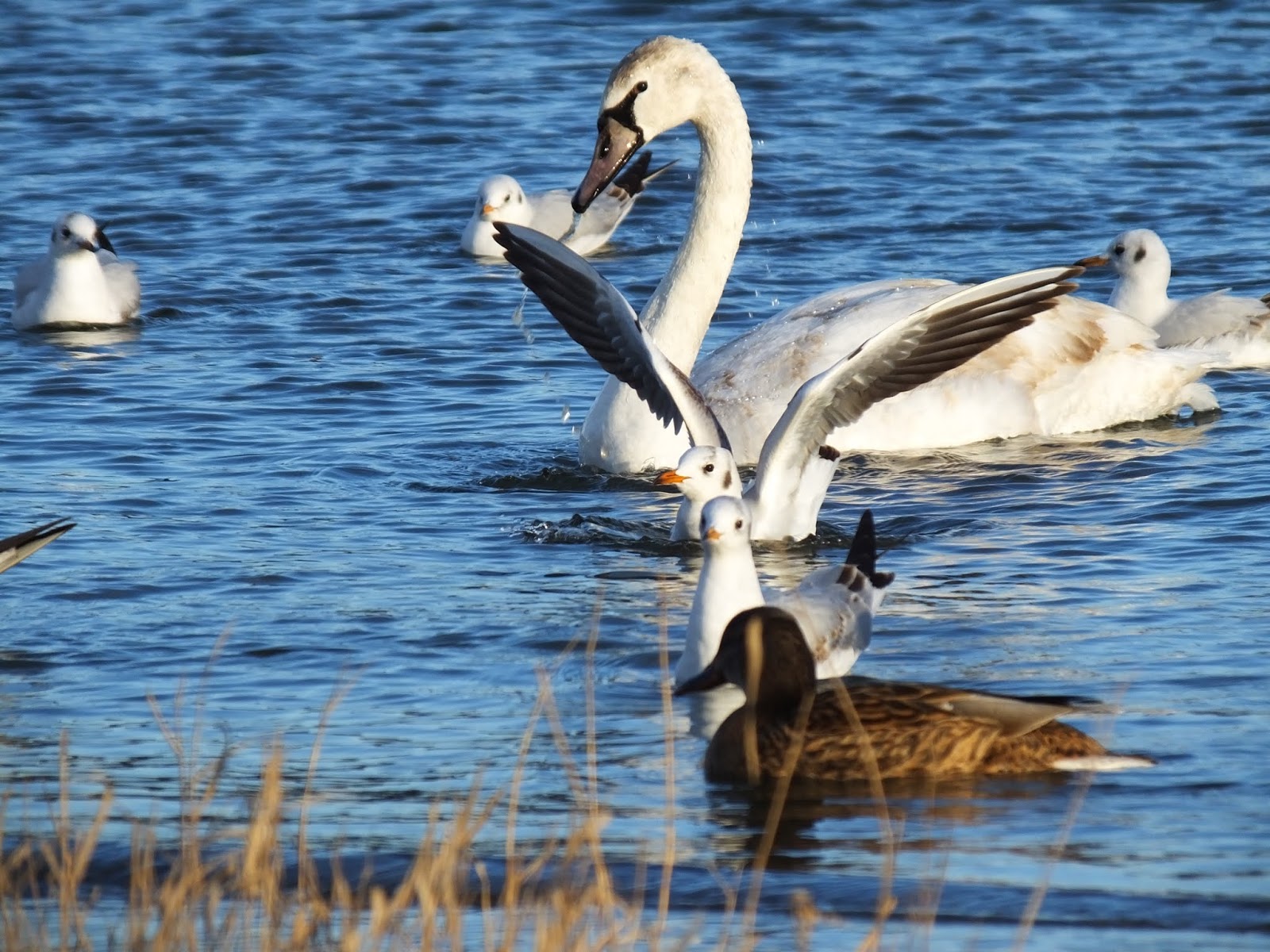 alexandru vakulovski: Lebăda juvenilă și prietenii ei