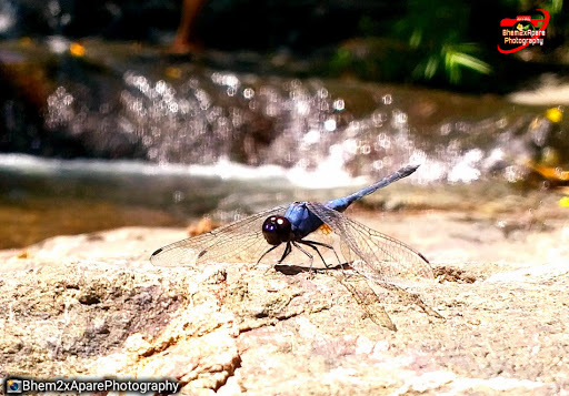 Crafted in a Marvelous Design: Nature's Beauty at Lampanag Ridge ...