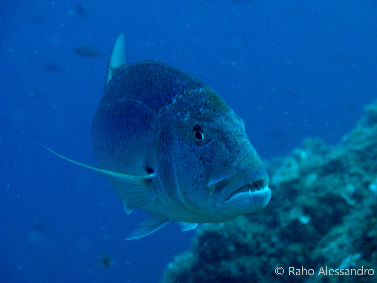 Necton e Plancton: Pesci: Dentice