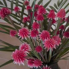 PUERTO INIRIDA - GUANIA