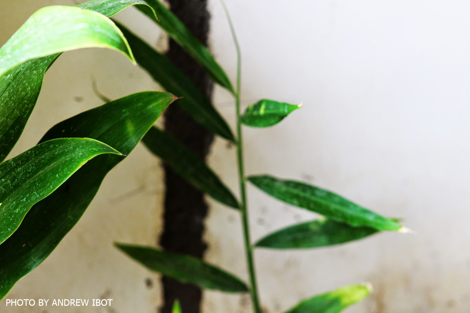 Ako si ANDREW IBOT!: Luya (Zingiber officinale Roscoe)