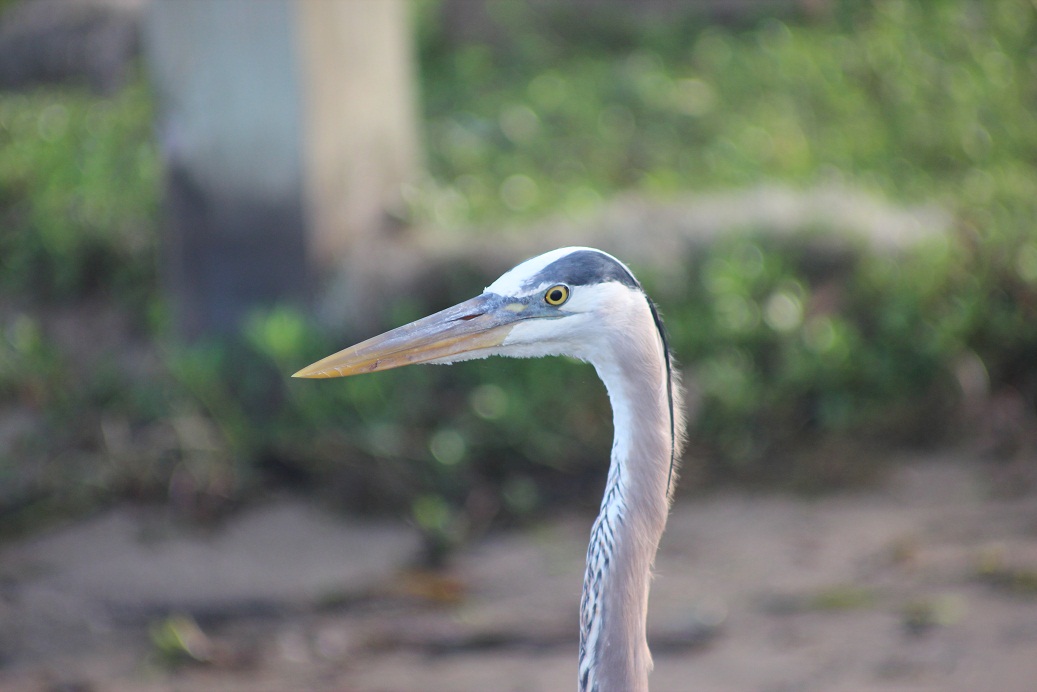 North Star on the Great Loop Journey: Welaka