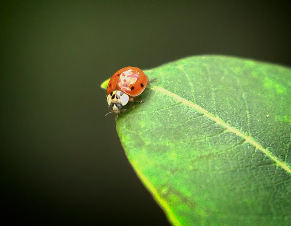 Laura Goggin Photography: A few more lively summer insects