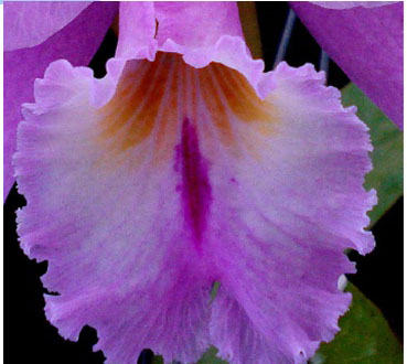 CLASSIFICAÇÃO CROMÁTICA DA FLOR E CONFIGURACIONAL DO MULTIFORMISMO DE ...