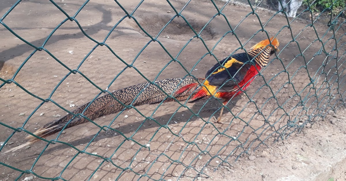 Câteva imagini simpatice din Grădina Zoologică de la Gârboavele ...