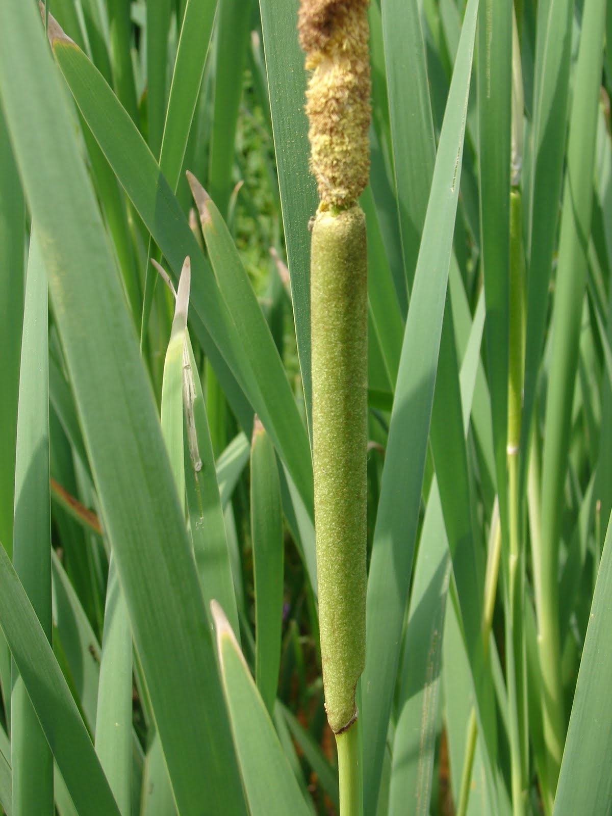 Wild Plants and Wooly Bears: Cattail Season in Maine
