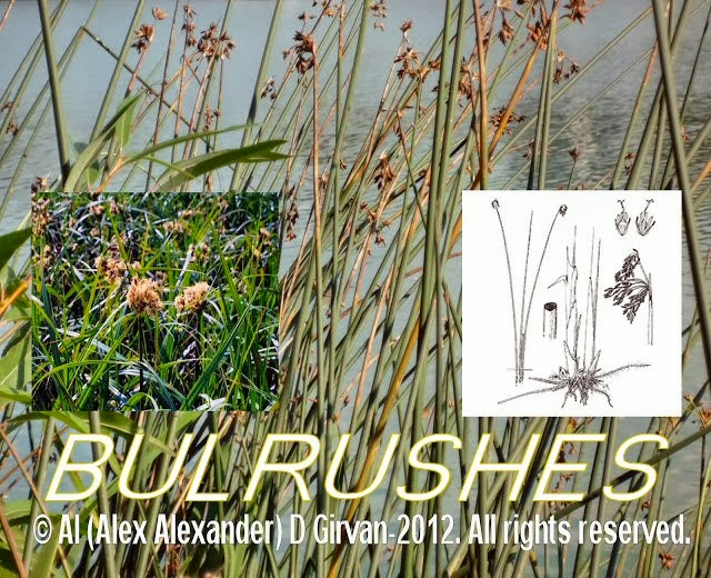 SURVIVAL AND BUSHCRAFT TECHNIQUES, "DOWN NOT OUT".: Bulrushes-Should ...