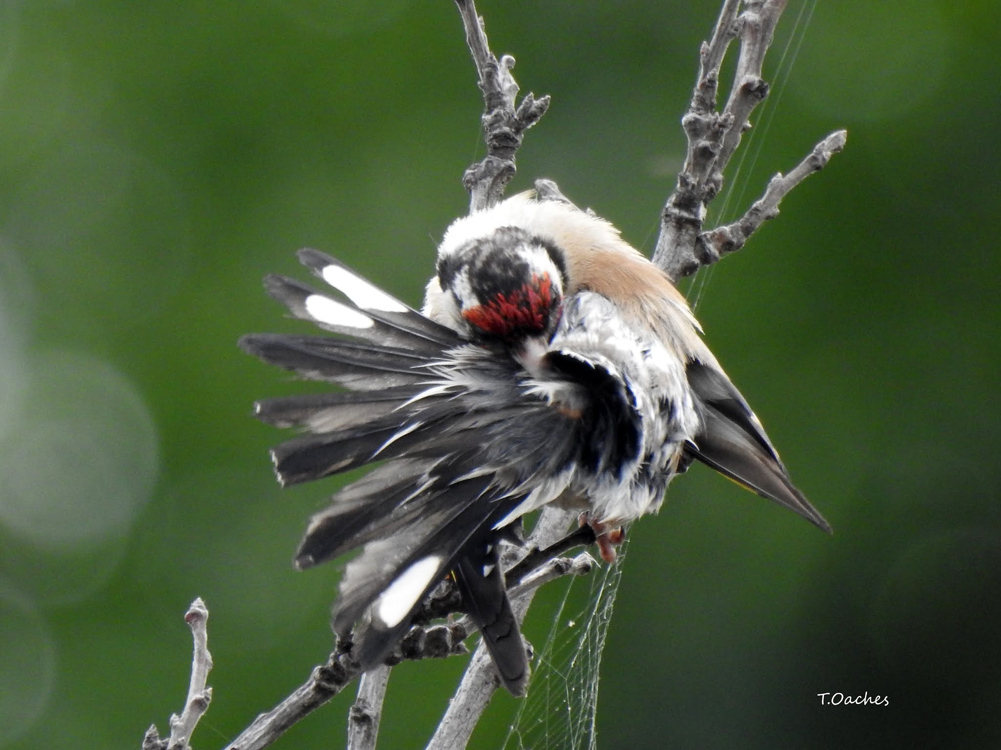 PASARI DIN ROMANIA: STICLETE(1), Carduelis carduelis
