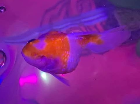 金魚&水族快訊Goldfish & Aquarium Messages: 金魚眼疾症狀及治療(Goldfish eye disease ...