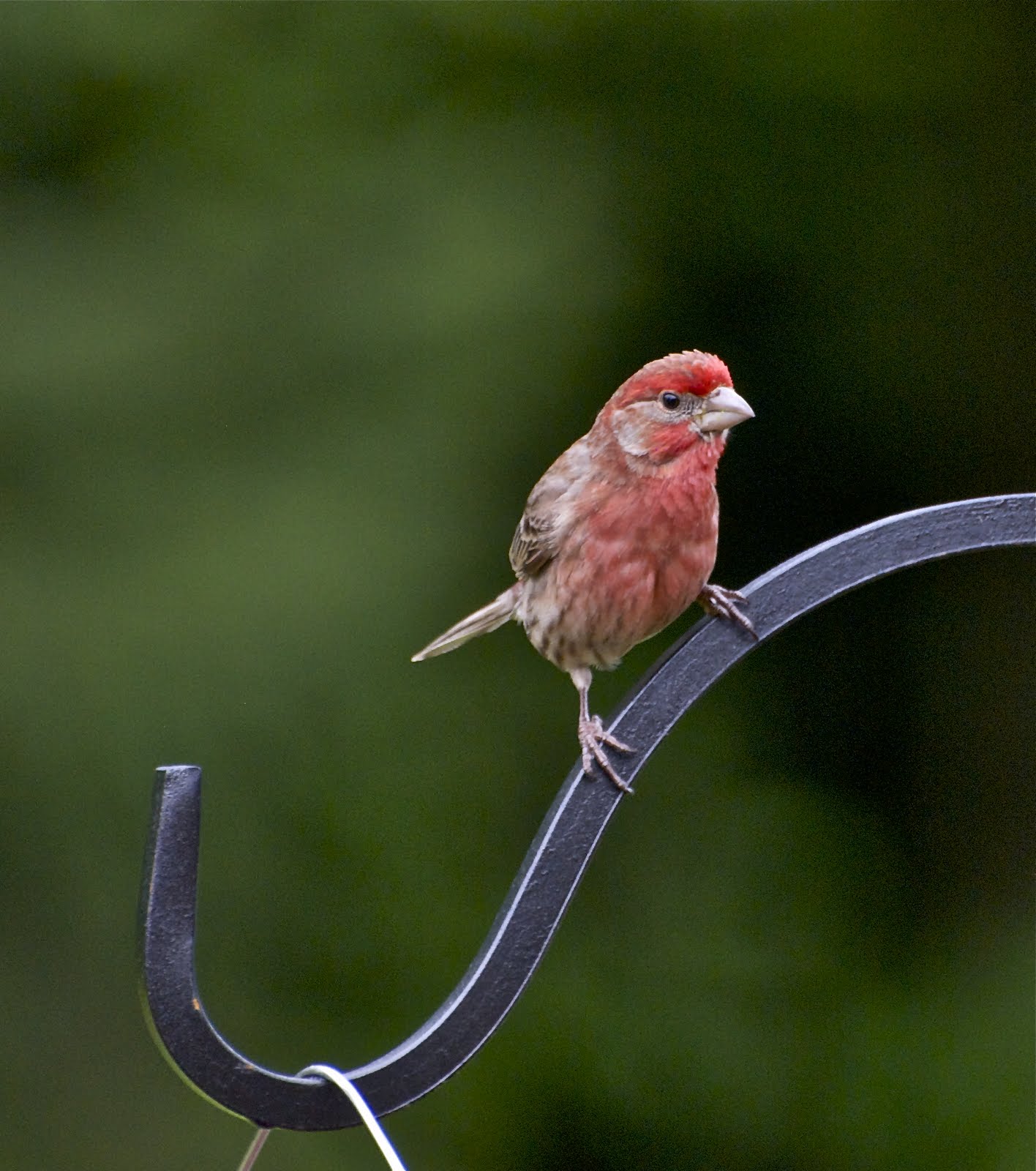 Picture a Day blog: My favorite weather is bird-chirping weather.