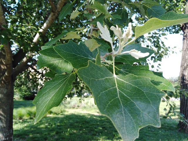 Pioppi - Populus nigra, Populus alba e Populus tremula a Confronto | Il ...