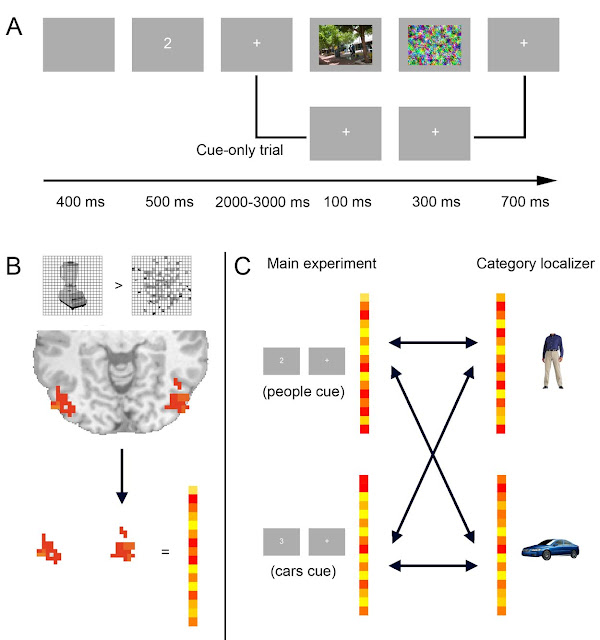 Al Fin Multi Voxel Pattern Analysis Of Fmri Reveals Brain Behind The Scenes