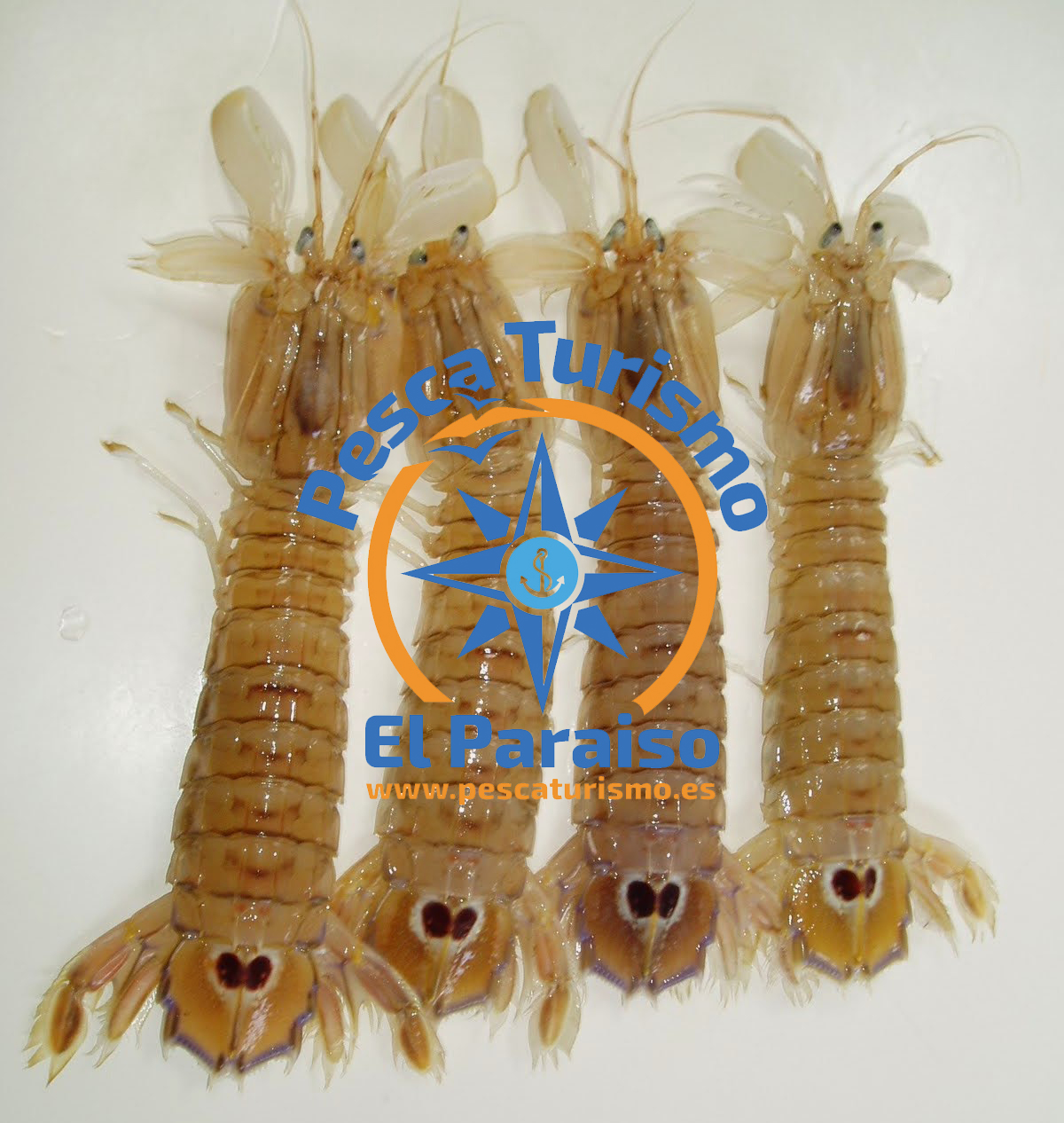 Pesca de galera en el mediterráneo y su gastronomía