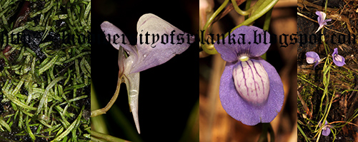 Biodiversity of Sri Lanka: නිල් මොණරැස්ස[Nil Monarassa] (Utricularia ...