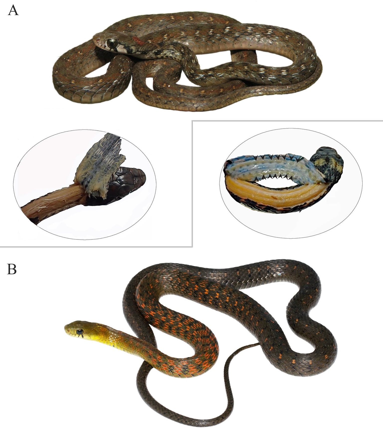 Species New to Science: [Herpetology • 2021] Rhabdophis bindi • Hidden ...