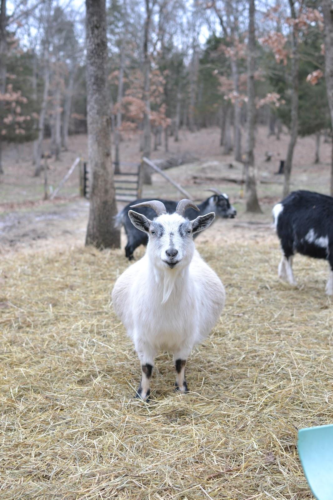 Our Neck of the Woods: Digging In: Visiting A Goat Farm