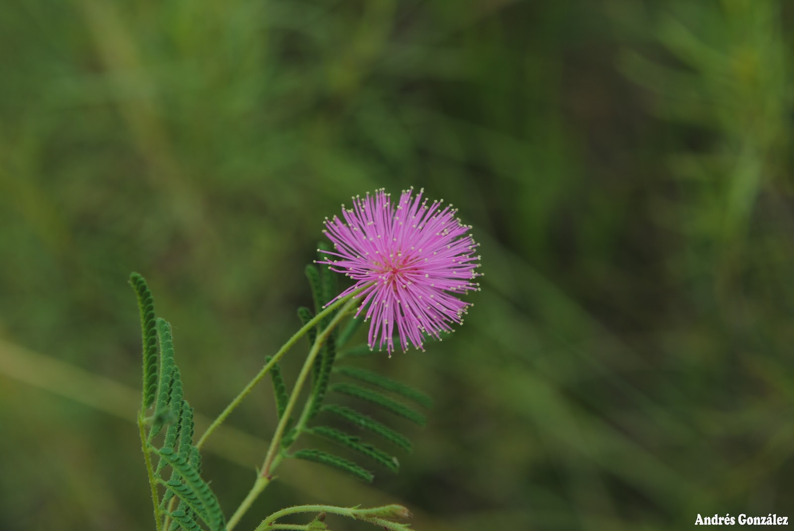 FOTOS DE FLORA NATIVA Y ADVENTICIAS DE URUGUAY : Mimosa amphigena ...