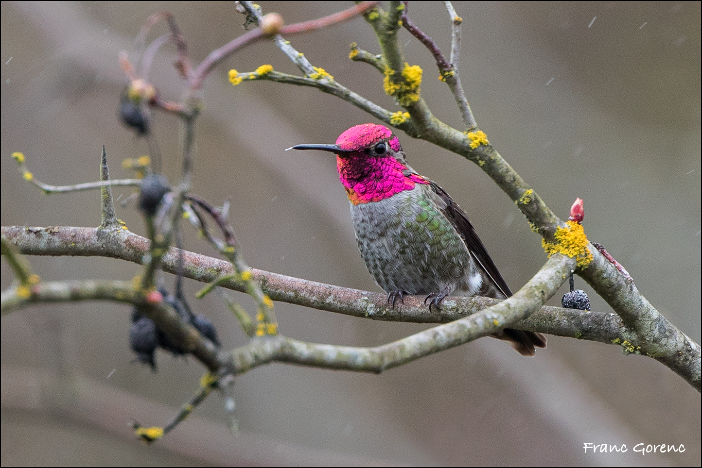 The Hummingbirds of Vancouver Island - Travels With Birds