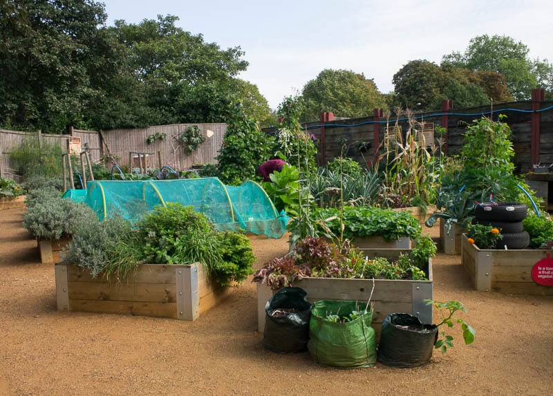 Fresh eyes on London: Allotment Kensington Gardens