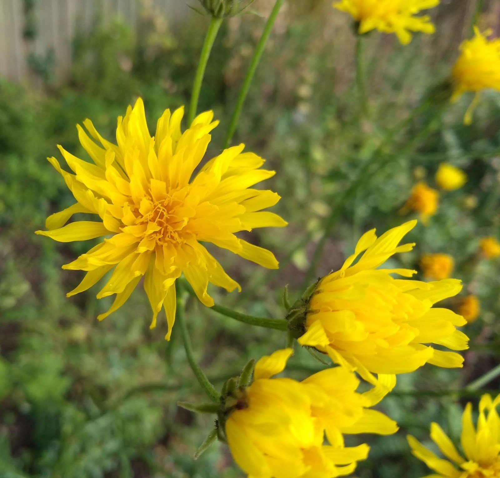 Michael Peverett: Rough Hawk's-beard ( Crepis biennis )